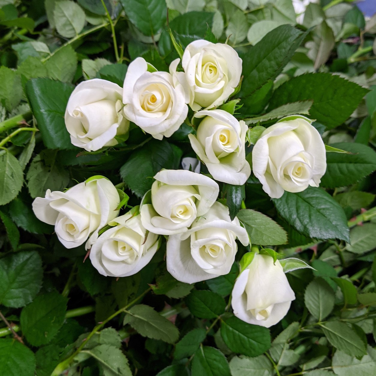 Australian Roses: White: Akito