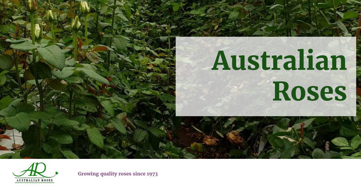 Australian Roses: news