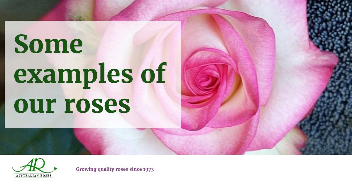 Australian Roses: Some examples of our roses
