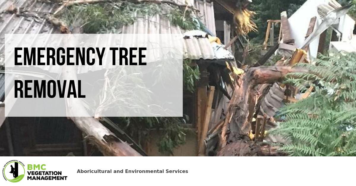 Services: Emergency Tree Removal